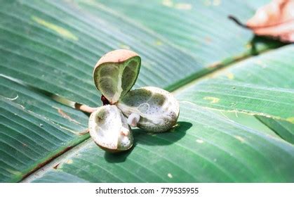 Seed Pod Which Has Split Open Stock Photo 779535955 Shutterstock