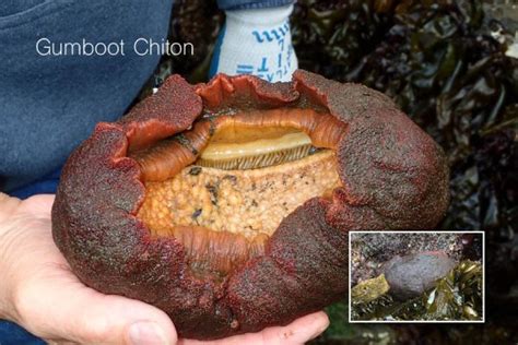 A Guided Tide Pool Hike With A Master Naturalist Eva Varga