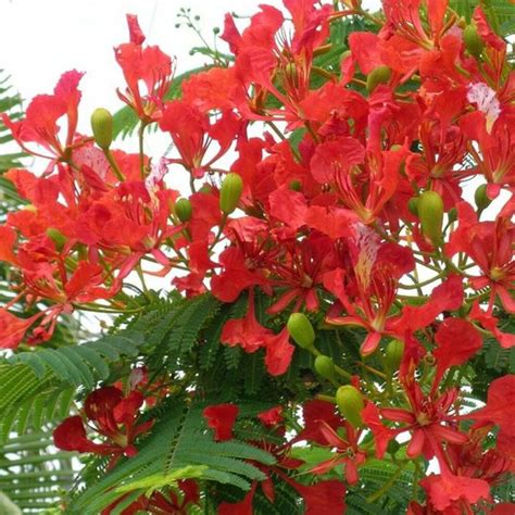 Tabachin Vivero El Encanto