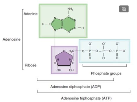Chapter 2 10 Adenosine Triphosphate Book Notes Flashcards Quizlet
