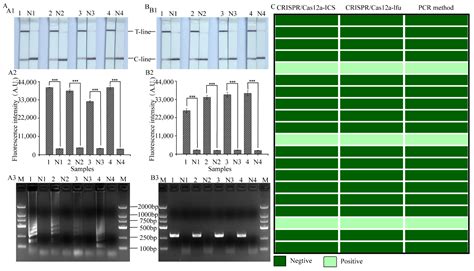 Isothermal Amplification And Crispr Cas12a System Based Assay For Rapid Sensitive And Visual