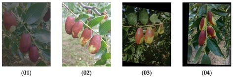 Agriculture Free Full Text Object Detection Algorithm For Lingwu Long Jujubes Based On The