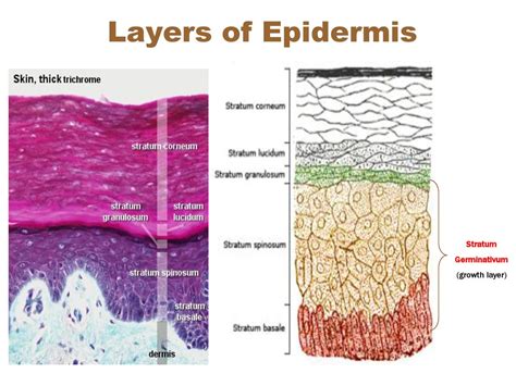 Integumentary System The Skin Ppt Download