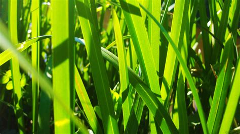 Grass Macro Green Hd Wallpaper Nature And Landscape Wallpaper Better