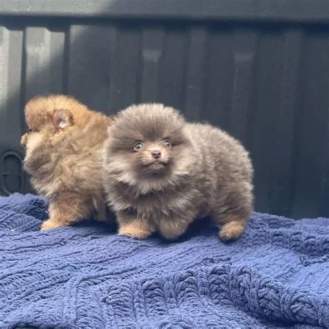 Is Lavender Pomeranian A Real Deal
