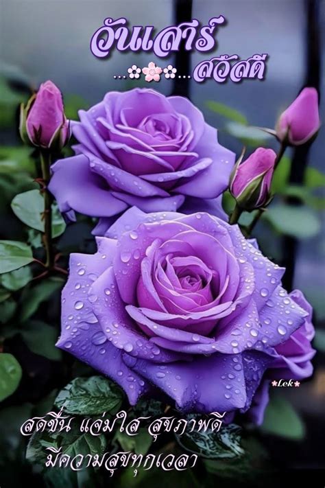 วันเสาร์สวัสดี ดอกไม้สีม่วง กุหลาบเลื้อย ดอกกุหลาบสวยๆ