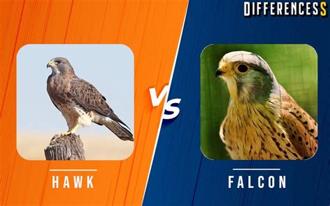 Differences Between Hawks And Falcons Rcce