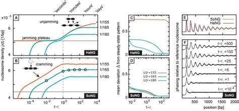 Characterization Of Nucleosome Array Assembly Within The Soft Core