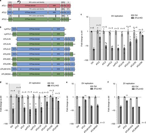 Mapping Of Functional Domains Of Atls Involved In The Dv Replication