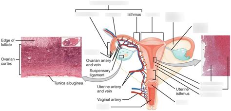 Reproductive Diagram Quizlet