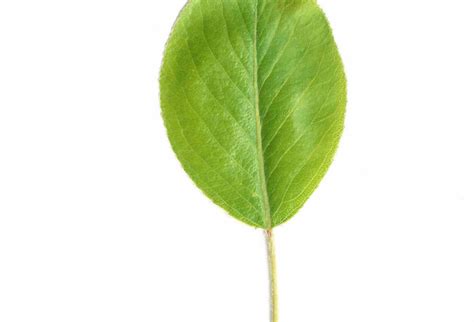 Opencv Tutorial Computer Vision With Nodejs Risingstack Engineering