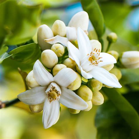 Orange Blossom Flower Water For Sale At Jaime Trujillo Blog