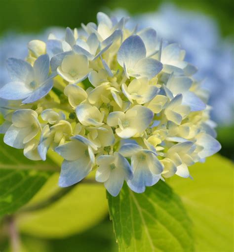 Using Hydrangea Fertilizer When And How To Fertilize Hydrangea Artofit