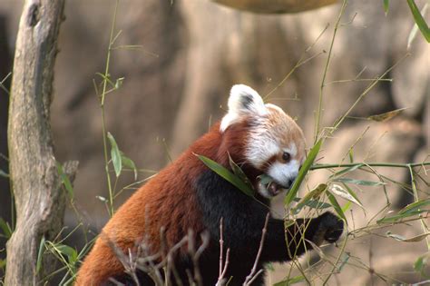 A Red Panda Eating Bamboo In A Tree Photo Free Green Image On Unsplash