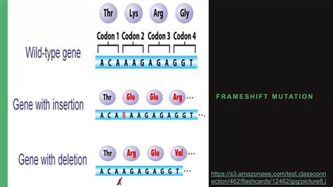 Types Of Mutation Frameshift Reversion And Spontaneous Pptx Genetics Science