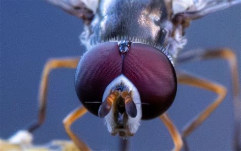 Macro Rphotographs