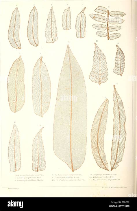 This 1865 Work Focuses On The Ferns Of The Present World Exploring Fossilized Remains Of