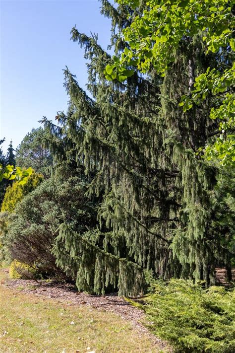 Texture Background Of Weeping Spruce Tree Branches Stock Image Image