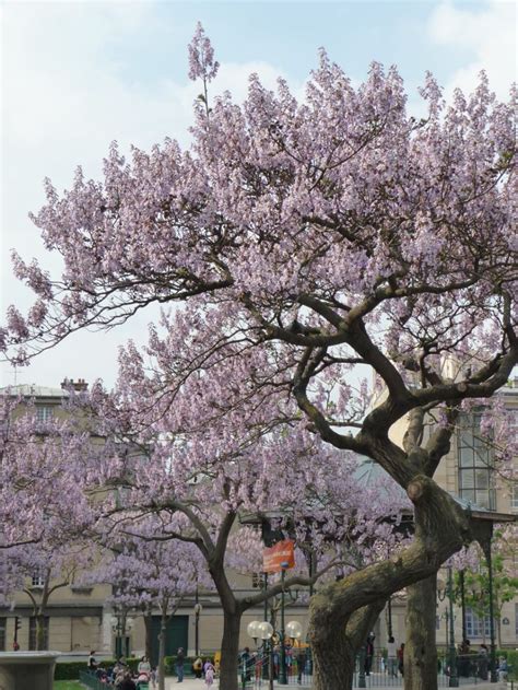 Павловния фото и картинки 69 штук