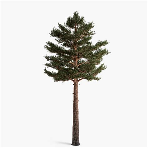 Scots Pine 07 3d Model 24 Obj Fbx Max Free3d