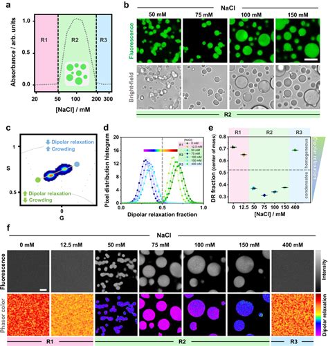 Characterization Of Glycinin Phase Separation Using Acdan Fluorescence Download Scientific