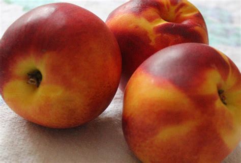 56 Nectarine Varieties An Overview With Pictures Home Grail