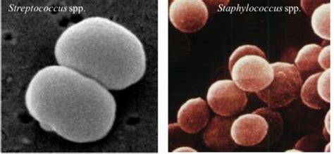 Introduction To Bacteriology 1 Bacterial Structure Flashcards Quizlet