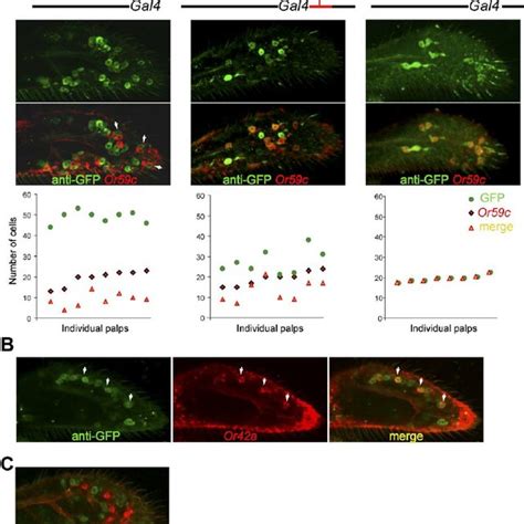 Model For Combinatorial Coding Of Odor Receptor Gene Choice Conserved Download Scientific
