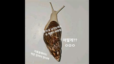 아프리카 왕달팽이 짝이 떠났는데 혼자서 몇 달 간 세 차례 알 낳음 근데 첫부화 이해감 두 세 번 째는 어떻게 혼잔데