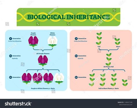 Biological Inheritance Plants Vector Illustration Diagram With Color And Small Tall Examples