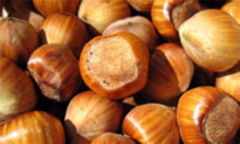 فندق گیاه سلامت بخش