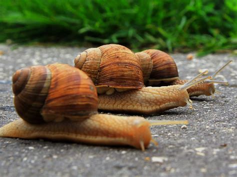 Api Simulation Patterns For Better Testing Ppt Free Download