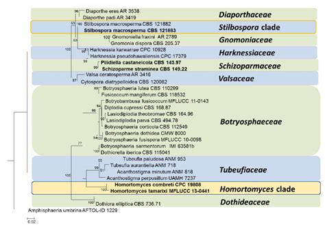 Raxml Tree Based On Dataset Of Lsu Sequences Bootstrap Support Values