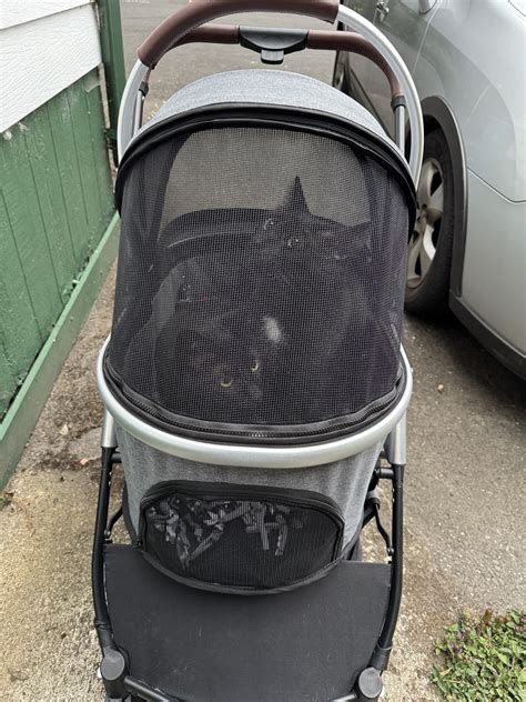 I Have Officially Reached Crazy Cat Lady Status Album On Imgur