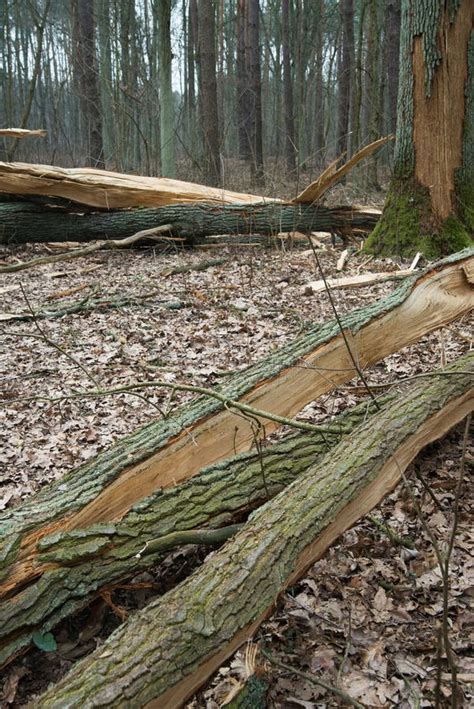 Old Fallen Oak Tree In Forest Stock Image Image Of Natural Disaster 176166393