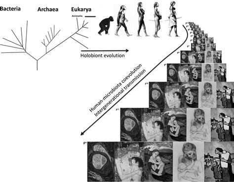 Human Evolutionary Tree