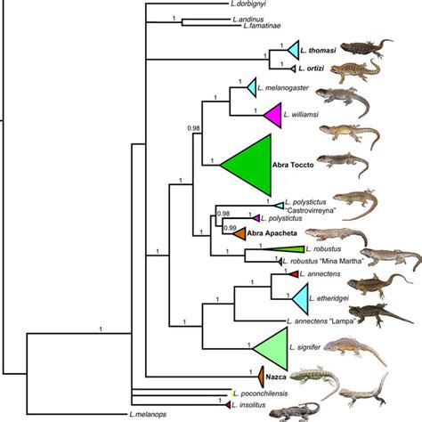 Bayesian Mitochondrial Gene Tree Cyt B And 12s Showing The