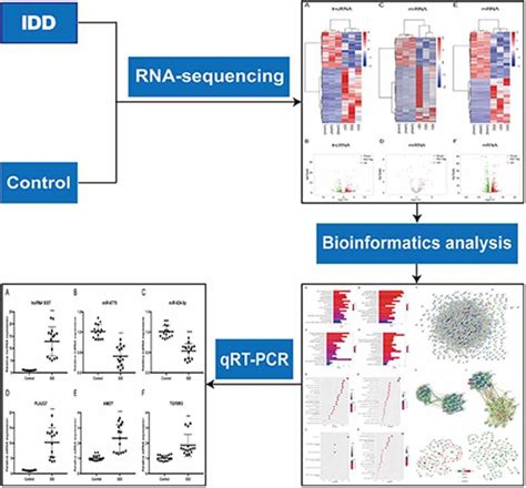 Differentially Expressed Mrnas Micrornas And Long Noncoding Rnas In