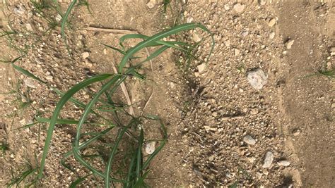 Sugarcane Object Detection Model By Techcsugarcane