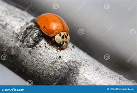 Orange Ladybug Stock Image Image Of Ladybird Garden 15981805