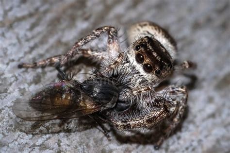 Macro Of A Tan Jumping Spider Platycryptus Undatus With A Hover Fly