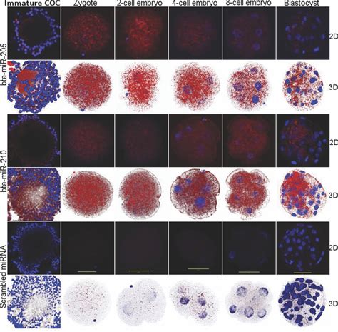 Expression Analysis Of Regulatory Micrornas In Bovine Cumulus Oocyte