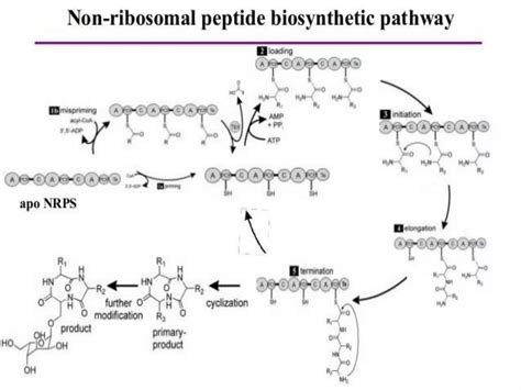 Non Ribosomal Peptide Synthesis Molecular Biology Pptx