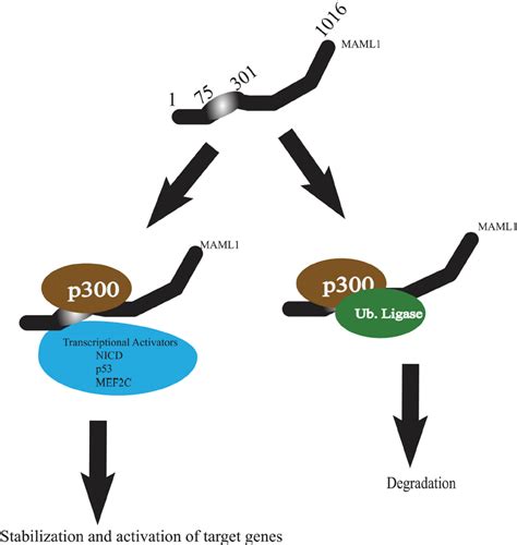 Proposed Model For Importance Of Maml1 Ubiquitination In The Absence