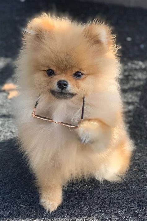 10 Hábitos Para Manter Seu Cachorro Saudável Spitz Pomeranian Funny