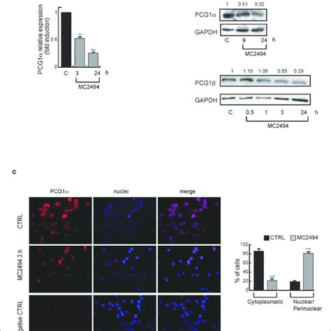 Seahorse Analysis A Ocr Evaluation B Ecar Evaluation C Basal
