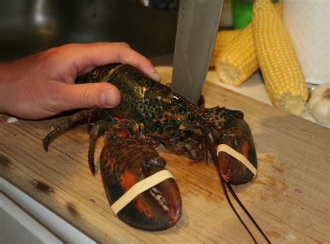 Lobster eaters