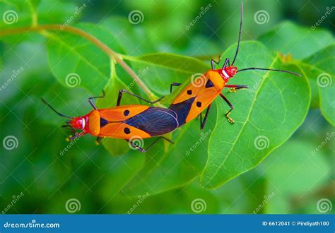 Mating Bugs Stock Image Image Of Close Orange Wildlife 6612041