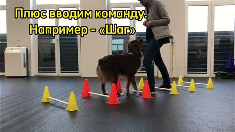 Кавалетти для собак - YouTube