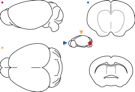 2104 Brain Mouse Stock Vectors And Vector Art Shutterstock